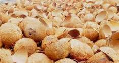Raw Coconut Shell | Inaexport