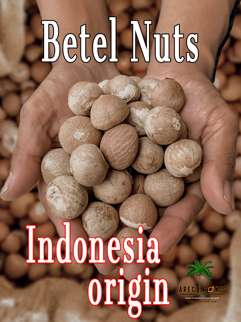 Betel Nut Origin Indonesia | Inaexport