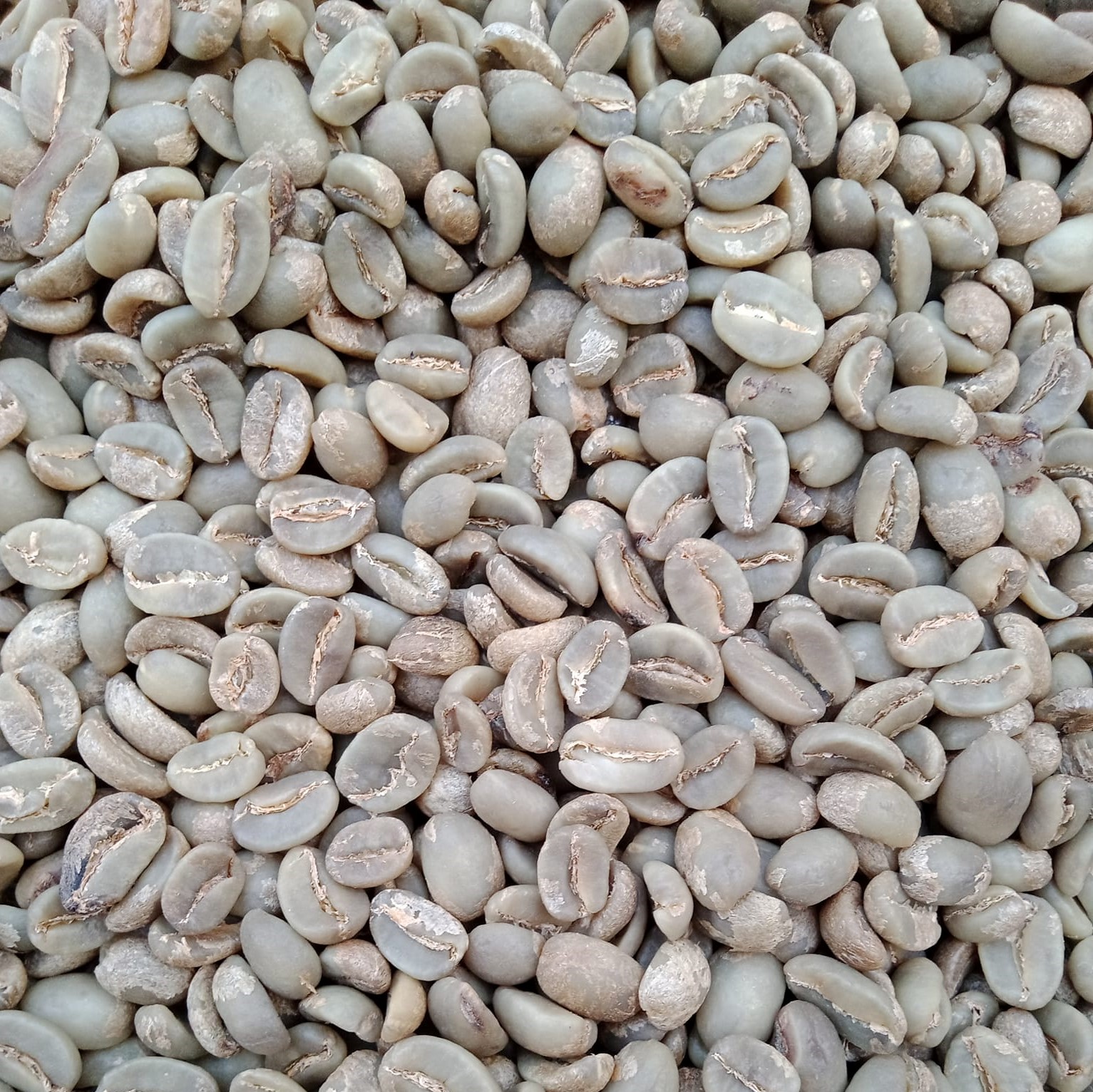 Java Arabica Fullwash Grade 1 | Inaexport