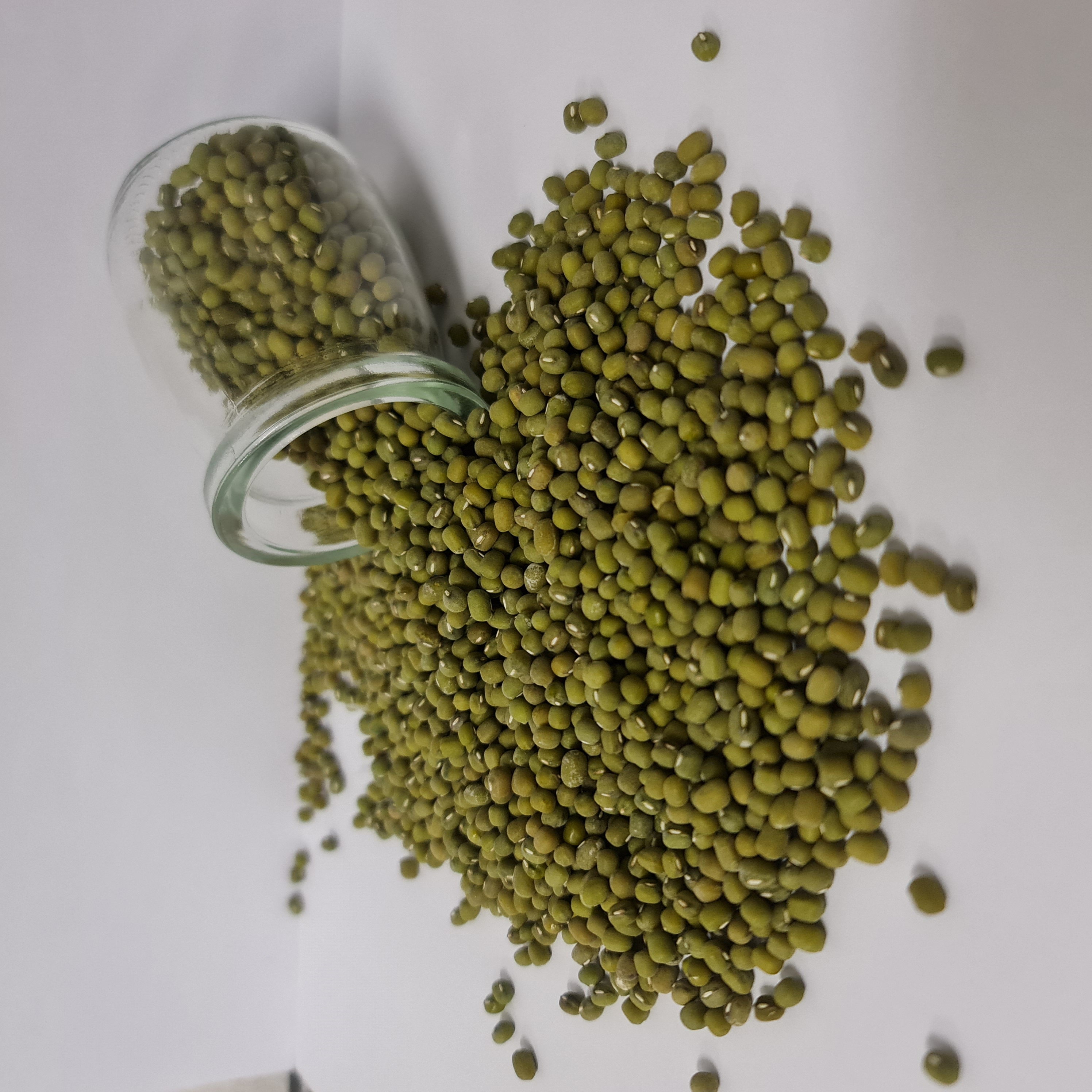 Dull Large-Seeded Mung Bean | Inaexport