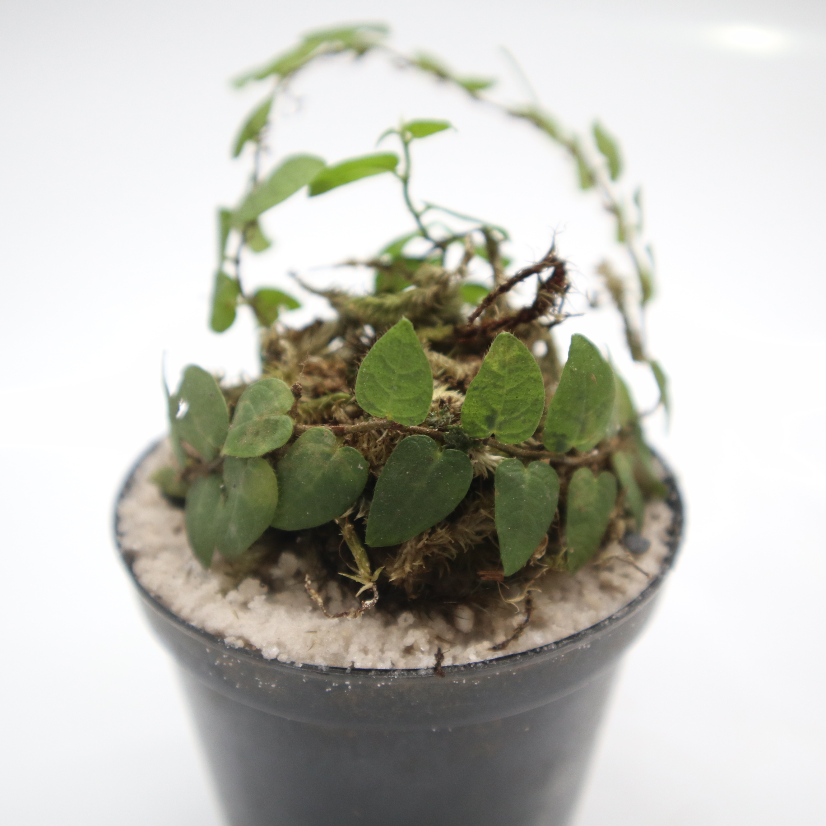 Ficus sp. Borneo | Inaexport