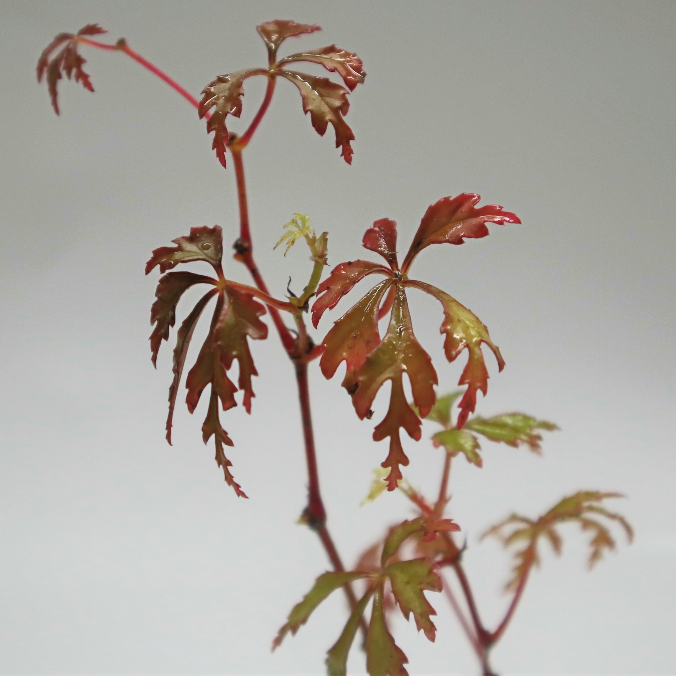 Begonia Rachmatii | Inaexport