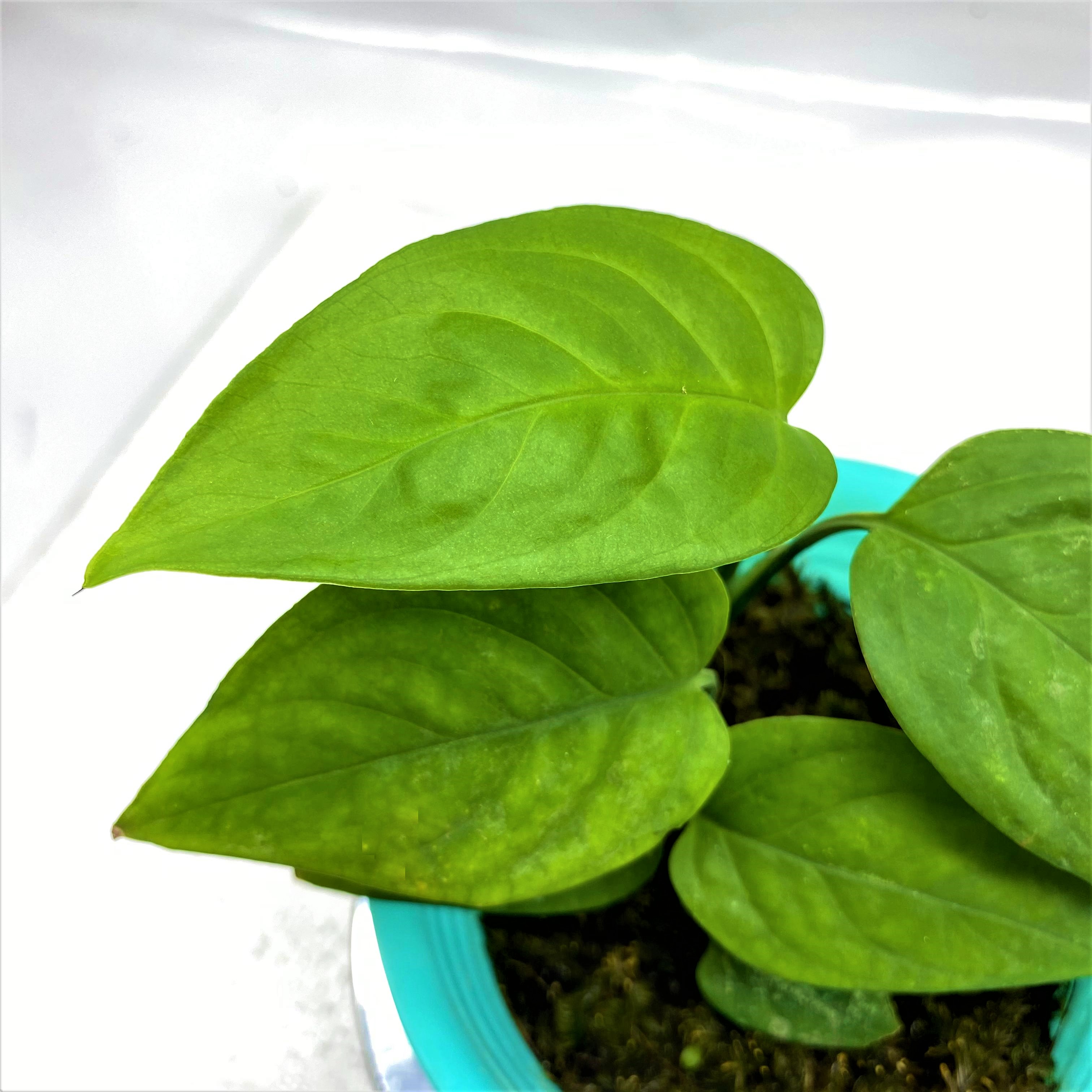 Anadendrum Montanus | Inaexport