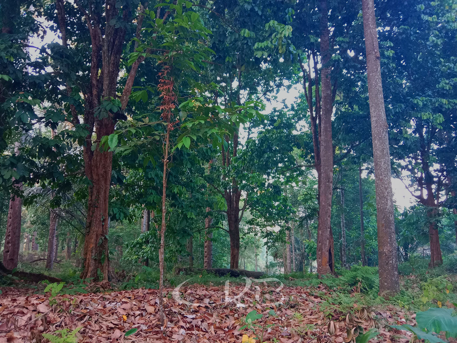 Dammar Gum ACX Damar Gum Mata Kucing Natural Resin | Inaexport