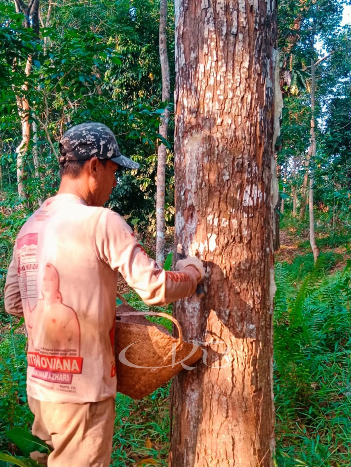 Dammar Gum ACX Damar Gum Mata Kucing Natural Resin | Inaexport