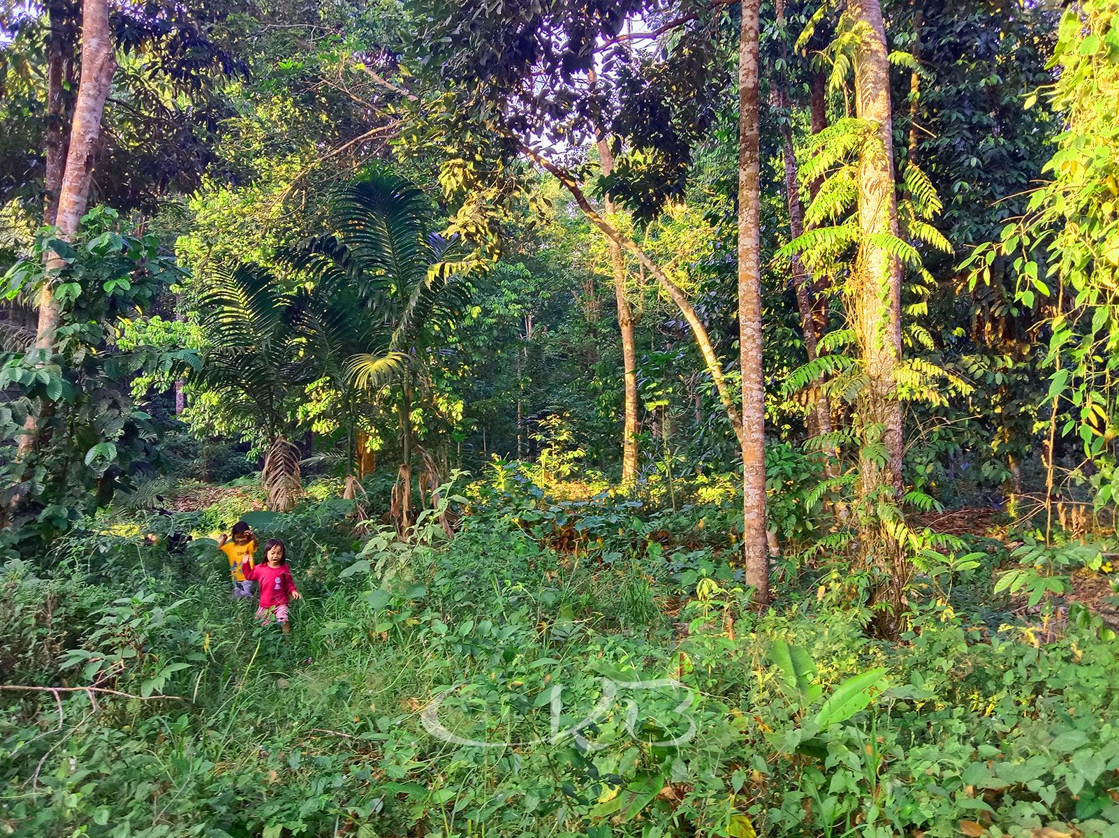 Dammar Gum Dust Powder Damar Gum Dust Natural Resin | Inaexport