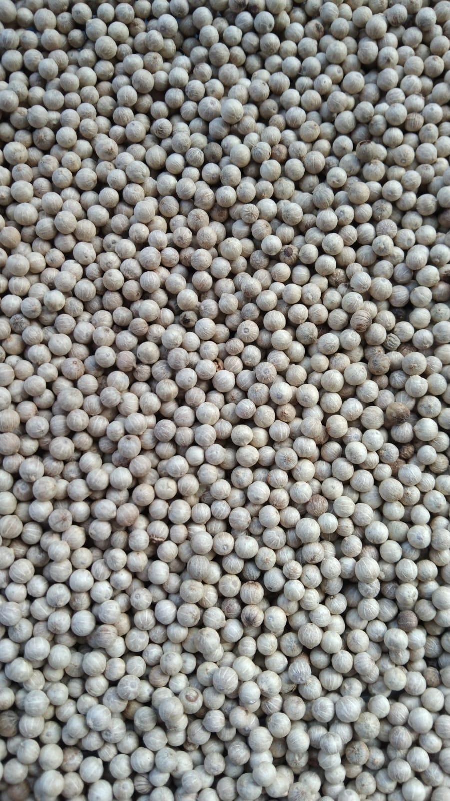 White pepper | Inaexport