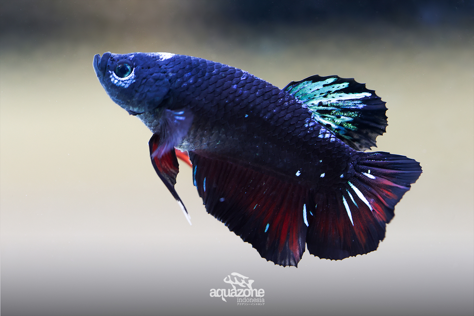 Betta Avatar - Tropical Fish | Inaexport