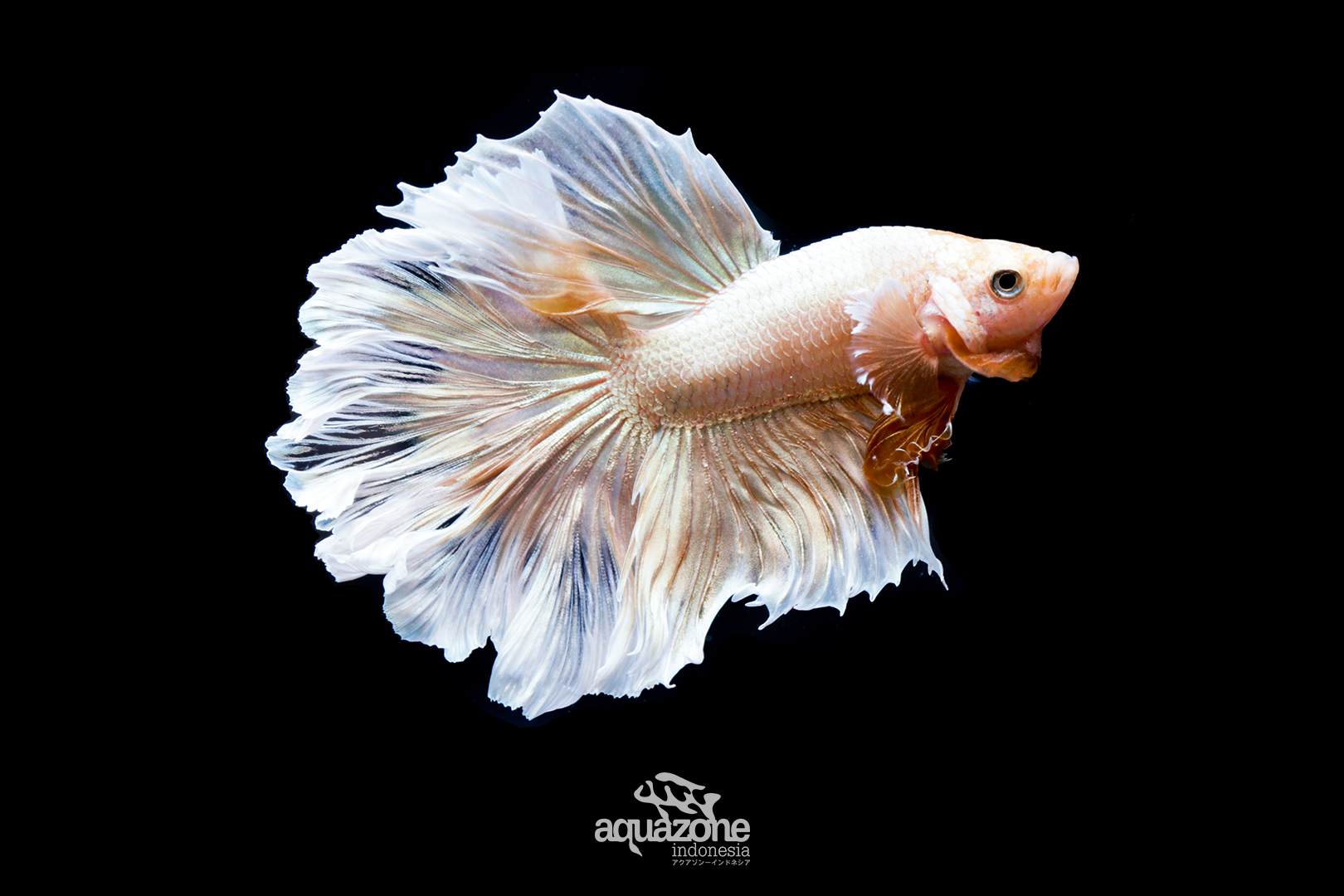 Betta Rosetail - Tropical Fish | Inaexport