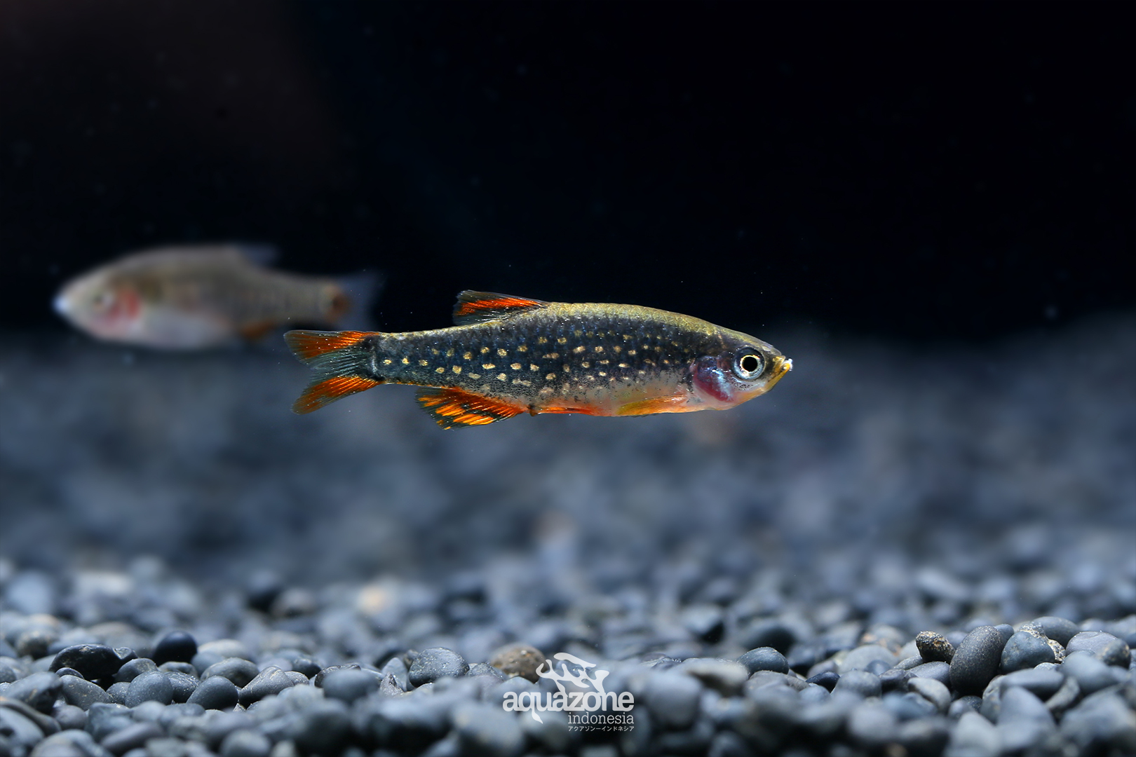 Micro Rasbora - Tropical Fish | Inaexport