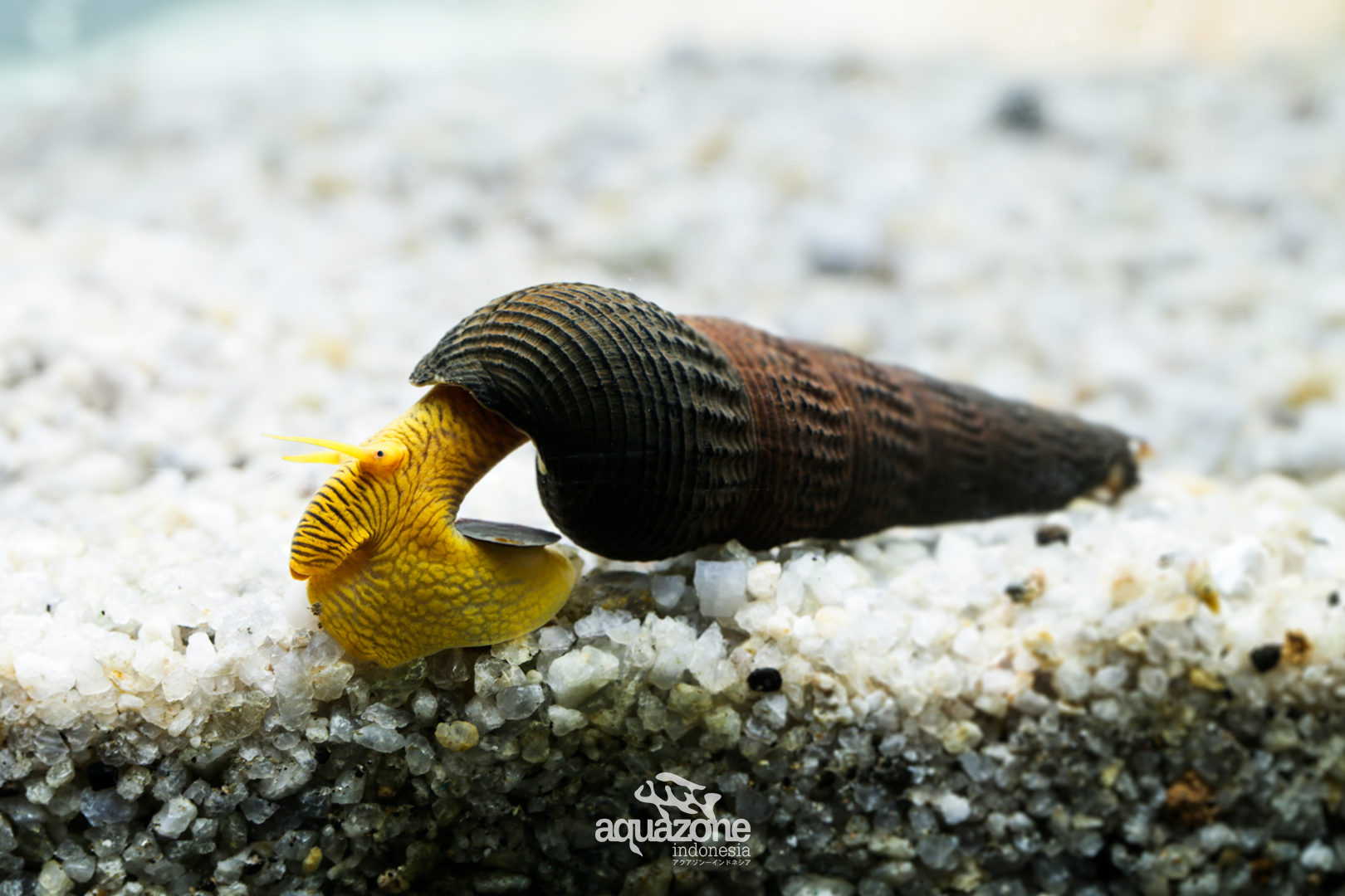 Orange Poso Rabbit Snail | Inaexport