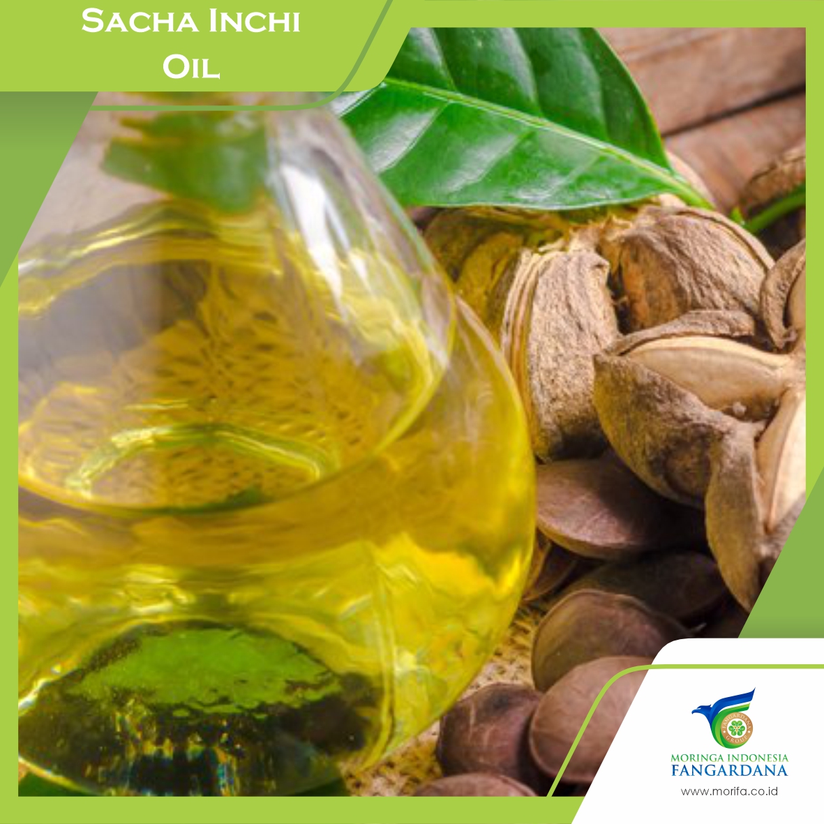 Difference tea inch Oi L | Inaexport