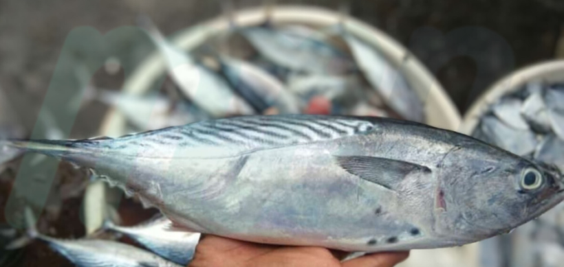 Euthynnus Affinis | Inaexport