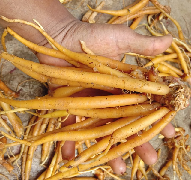 Fingerroot | Inaexport