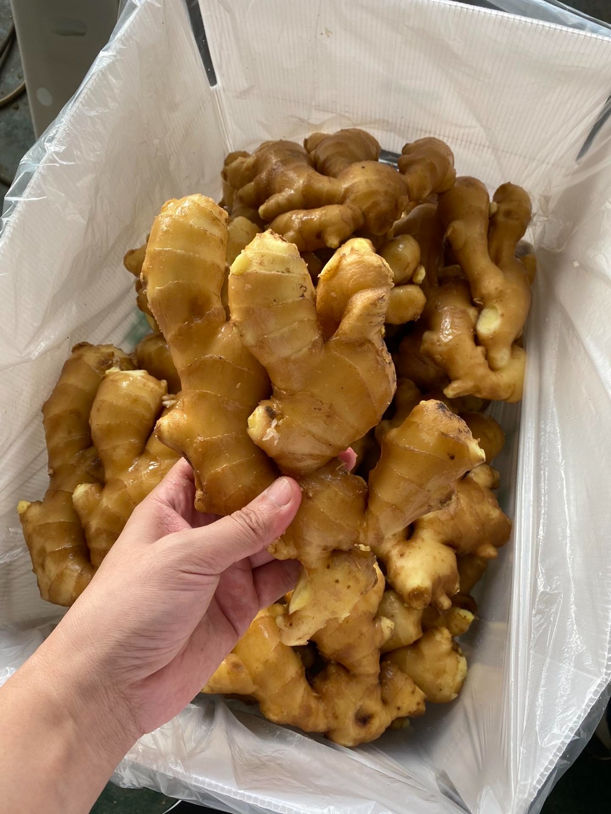 Fresh Elephant Ginger | Inaexport
