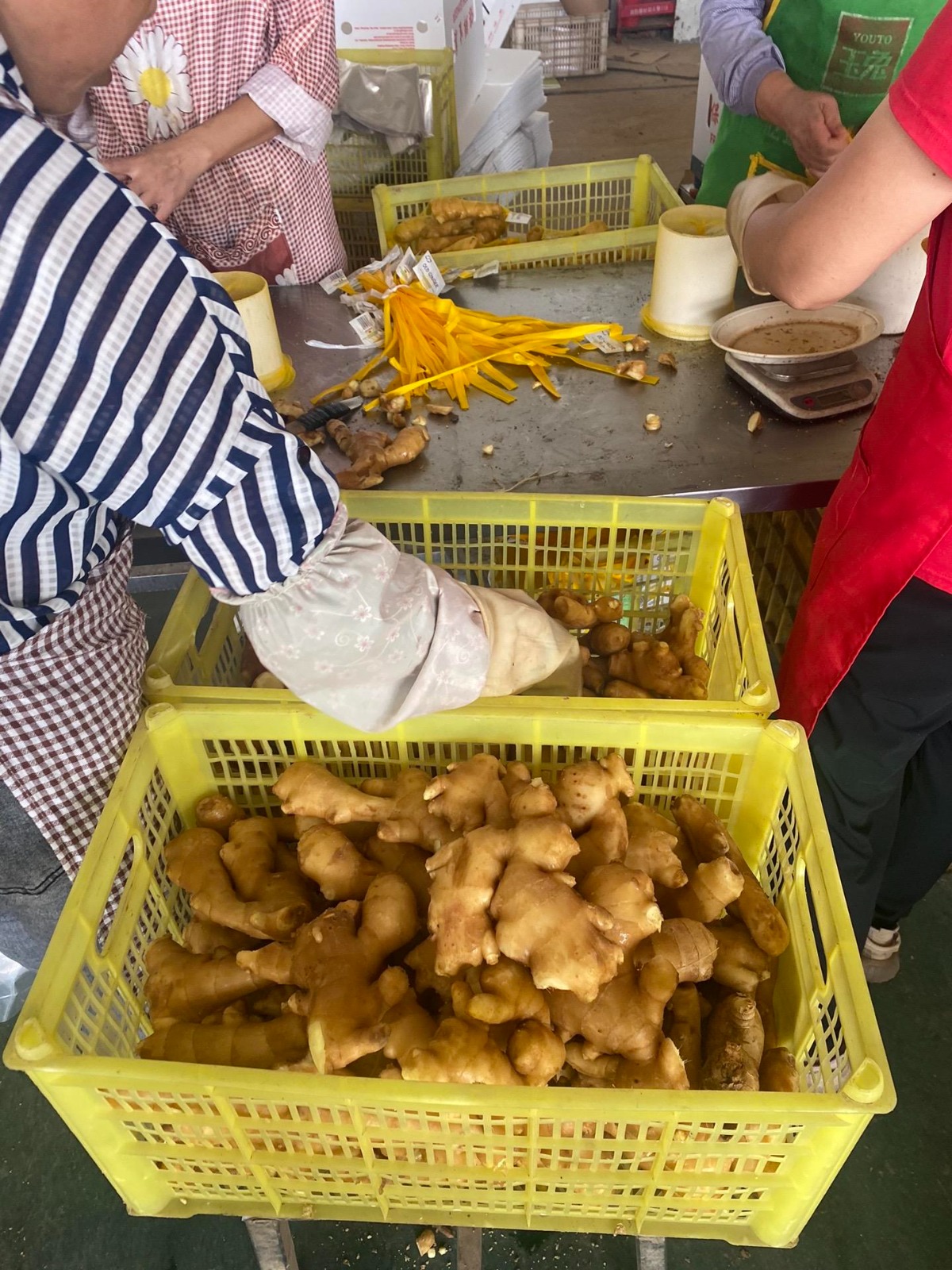 Fresh Elephant Ginger | Inaexport