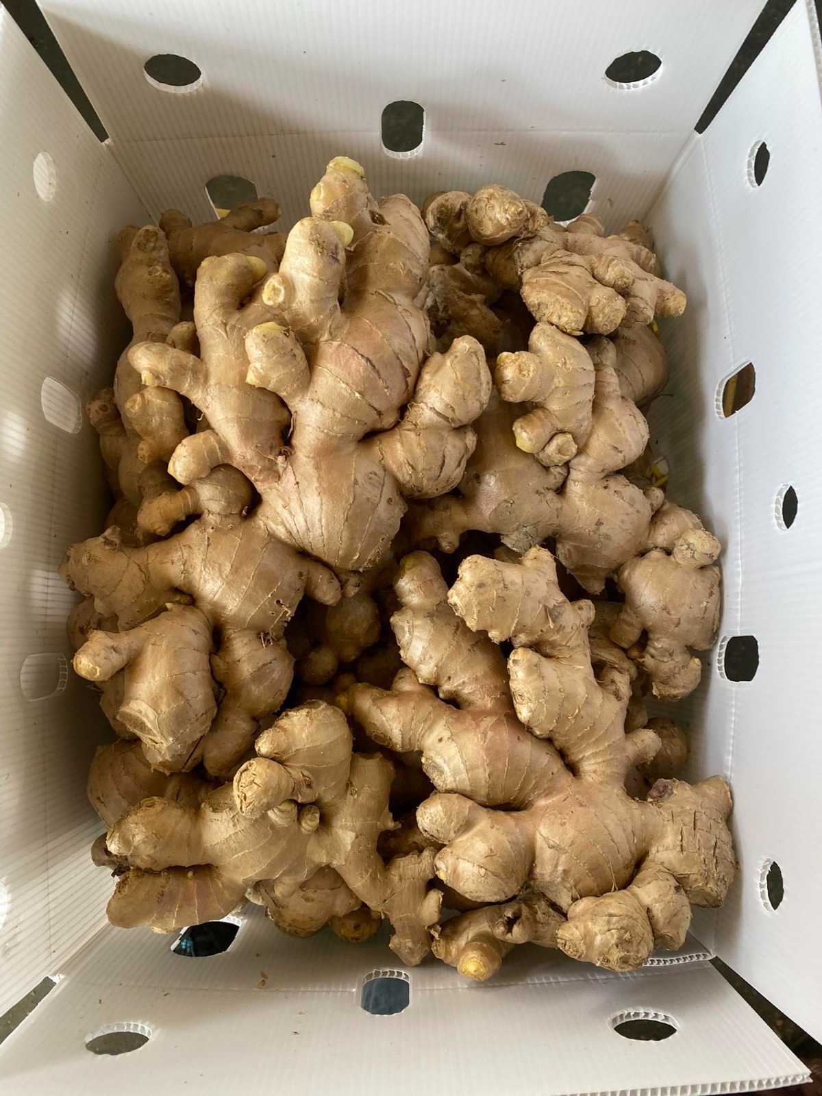 Fresh Elephant Ginger | Inaexport