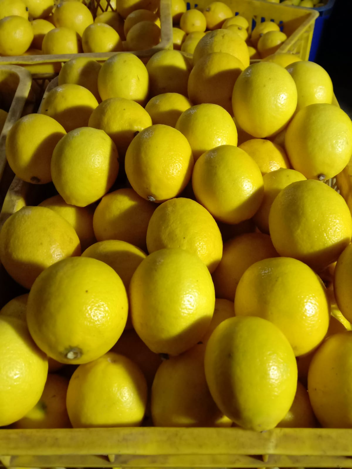 Citrus x Limon. Citrus limon (L)Burm.f. Citrus | Inaexport