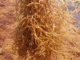 Dried Seaweed Eucheuma Spinosum | Inaexport
