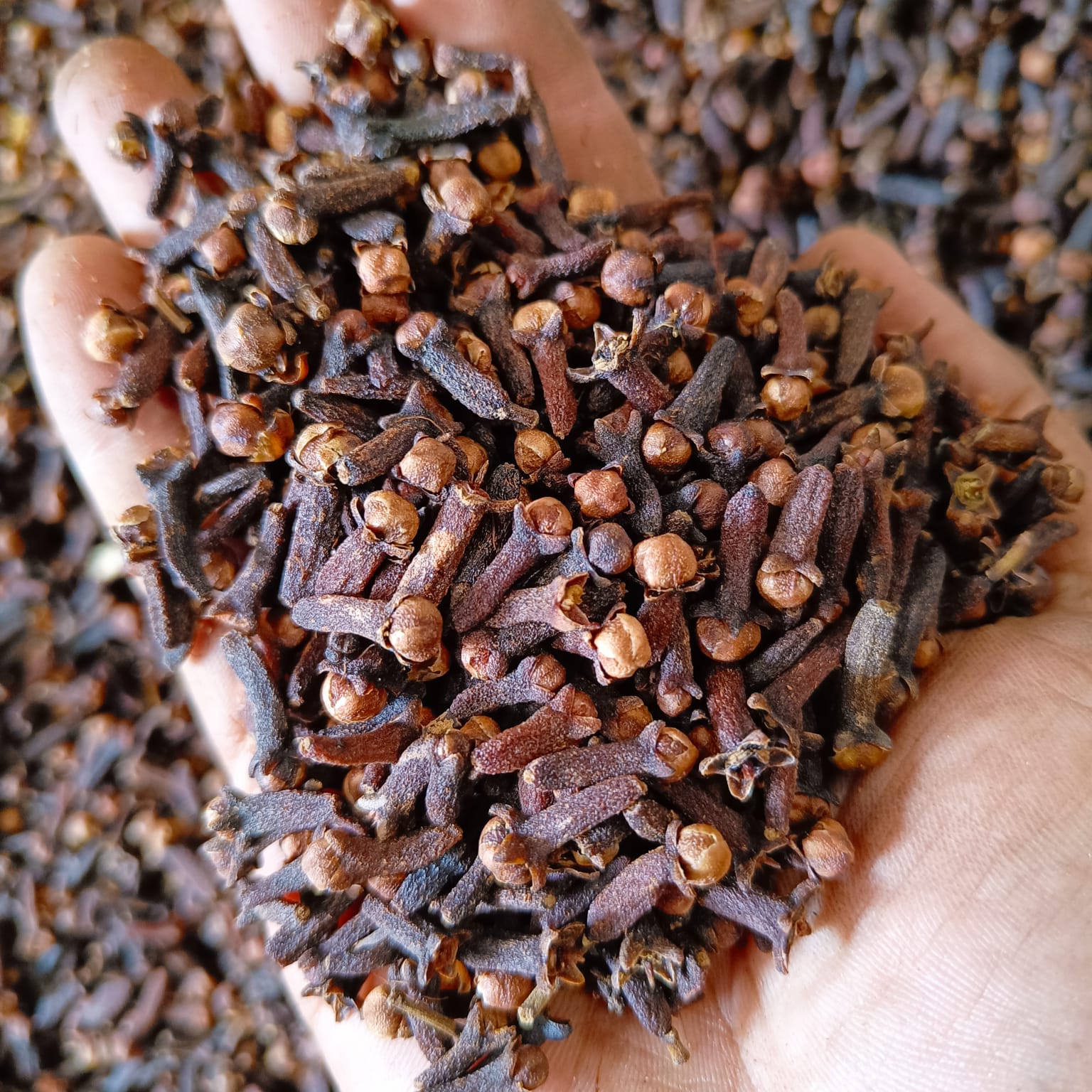 CLOVE | Inaexport