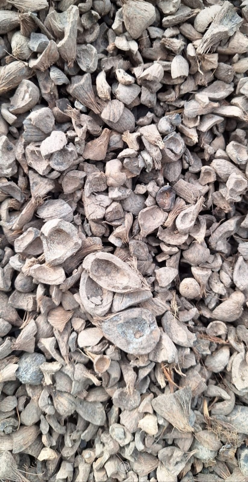 Palm Kernel Shell | Inaexport