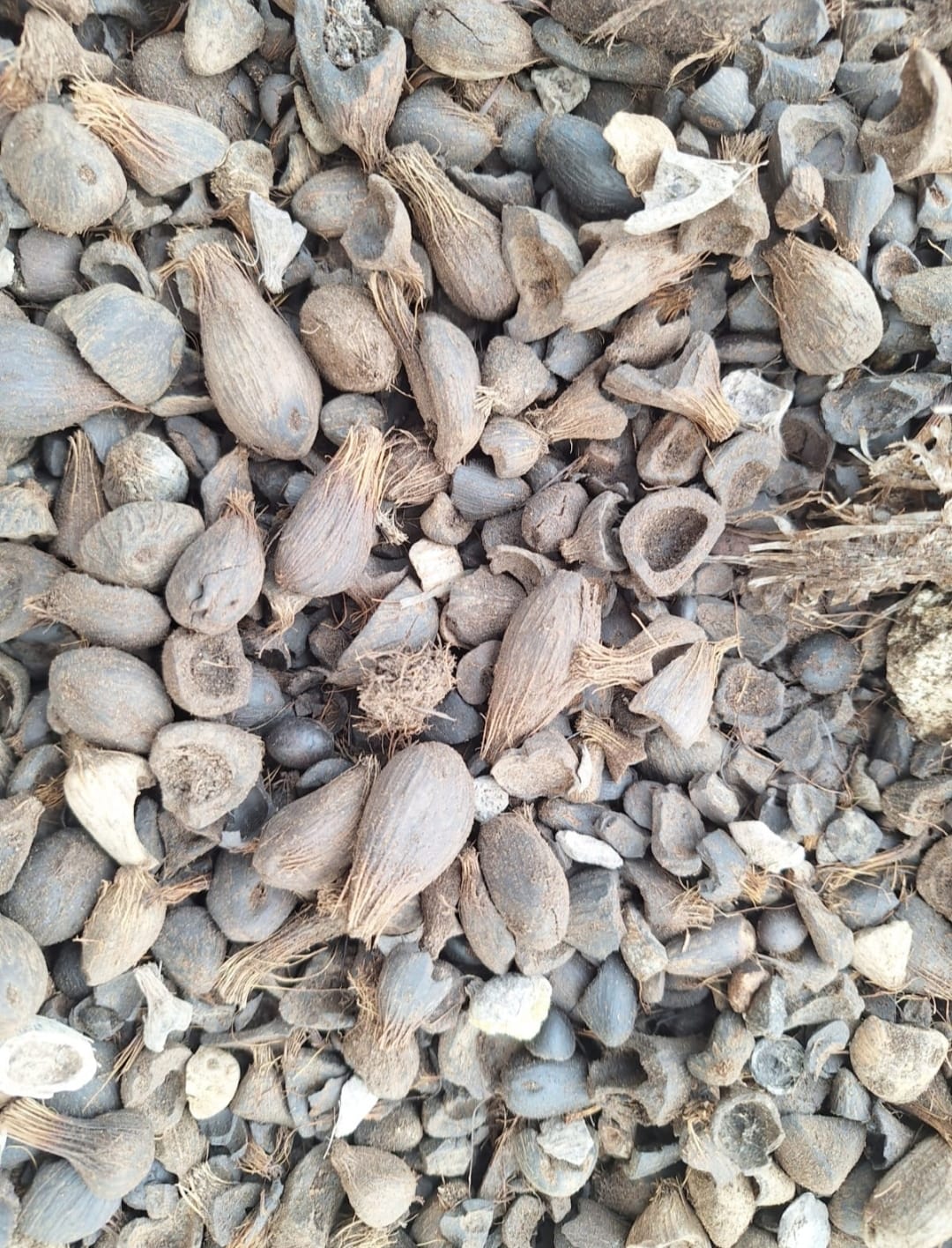 Palm Kernel Shell | Inaexport