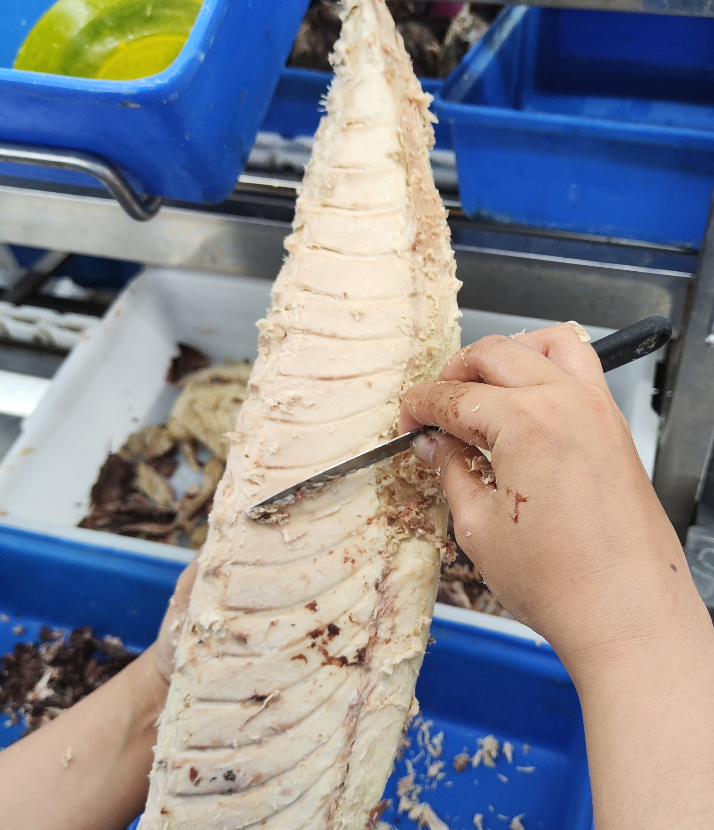 Frozen Precooked Albacore Tuna Loins | Inaexport