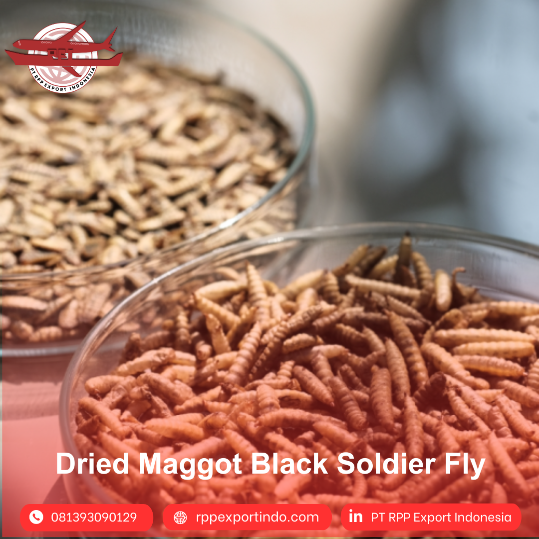 Dried Maggot Black Soldier Fly | Inaexport