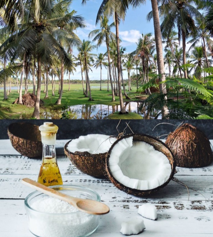 Coconut & Coconut Product | Inaexport
