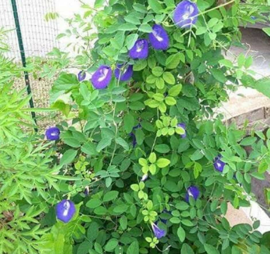 Blue Pea Flower/butterfly pea flower | Inaexport