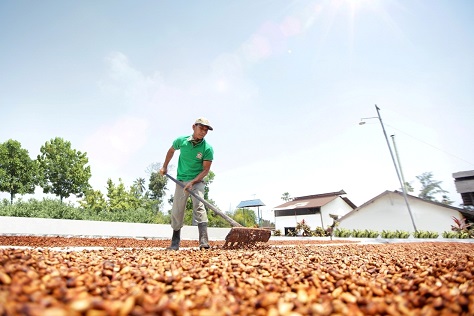 Java A Light Breaking Cocoa | Inaexport