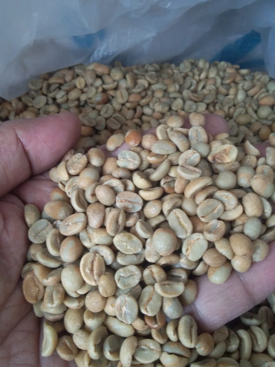 Robusta Green Bean | Inaexport