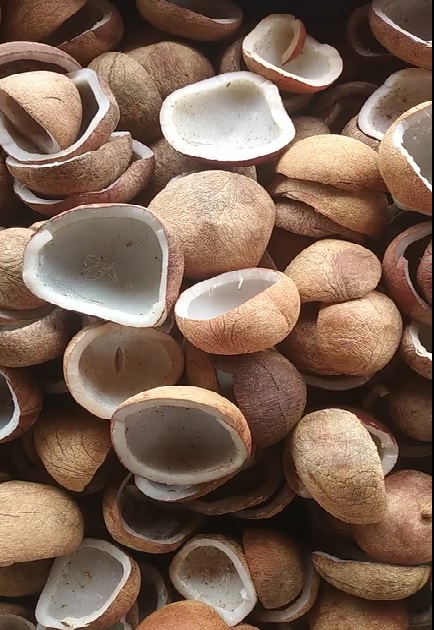 Regular White Copra | Inaexport