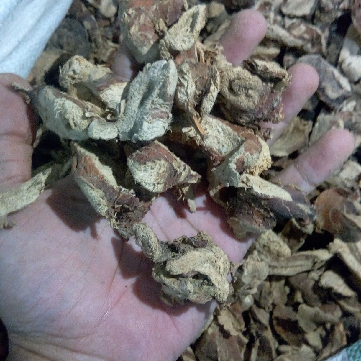 Alpinia Galanga / Galangal | Inaexport