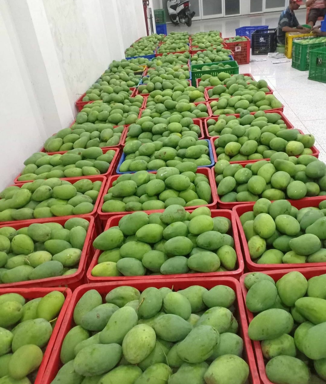 MANGOES / FRESH MANGOES | Inaexport
